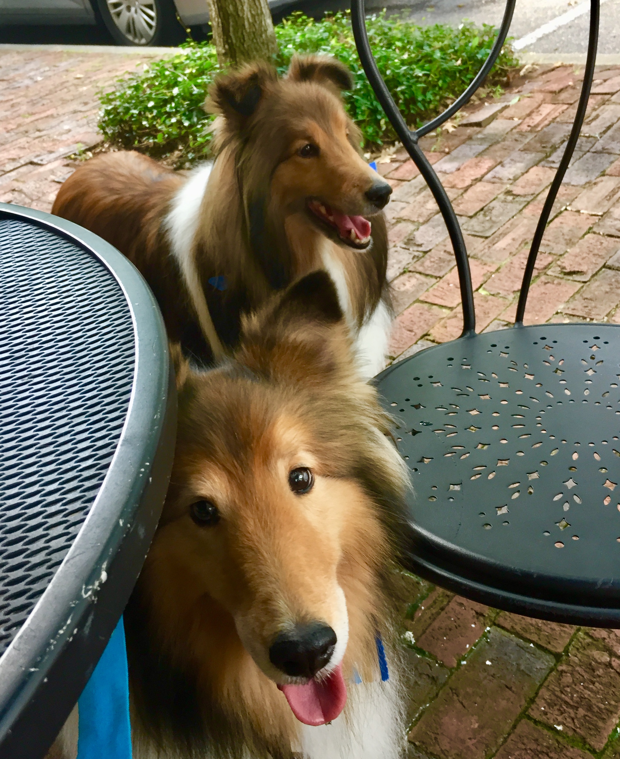 Snapshots Of Saturday - Distinctly Southern Style