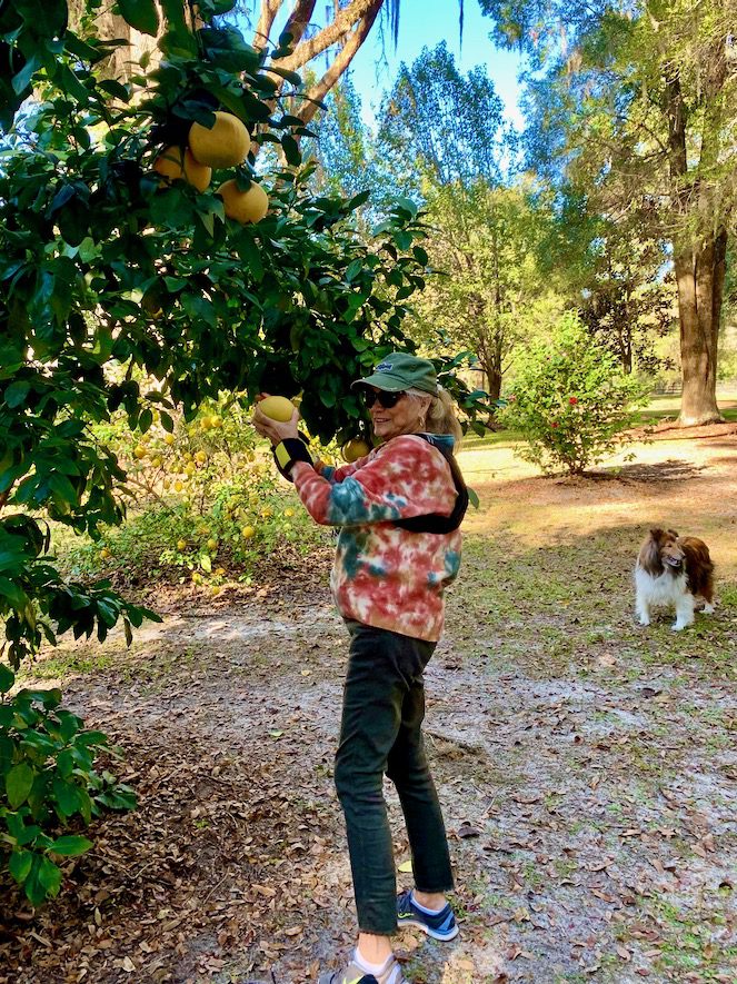 3 Favorite Florida Citrus Fruits - Distinctly Southern Style
