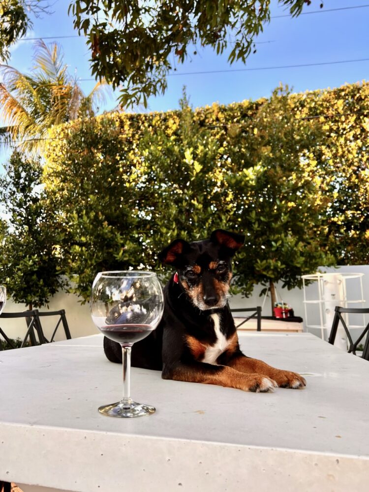 6 Ways To Enjoy The Dog Days Of Summer - Distinctly Southern Style